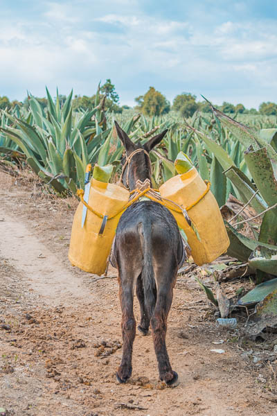 Ruta del Pulque | Sin Postal