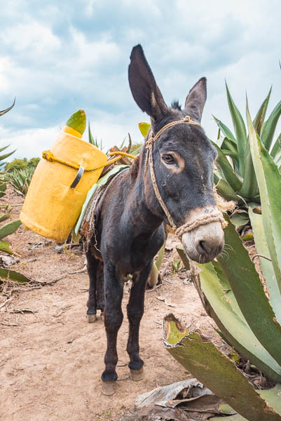 Ruta del Pulque | Sin Postal