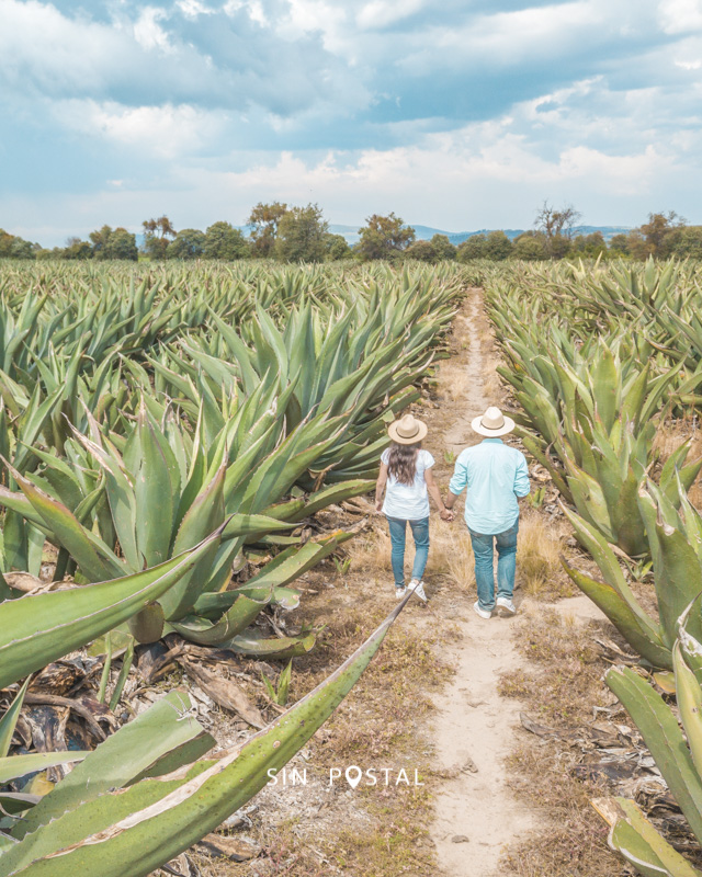 Dónde es la Ruta del Pulque – Guía de Viaje - Sin Postal